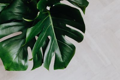 Your Guide to Monstera Plant Care (and Where to Buy Your First Monstera ...