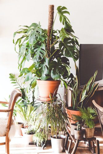 Using Indoor Plant Supports with Monstera Plants - Monstera Plant Resource