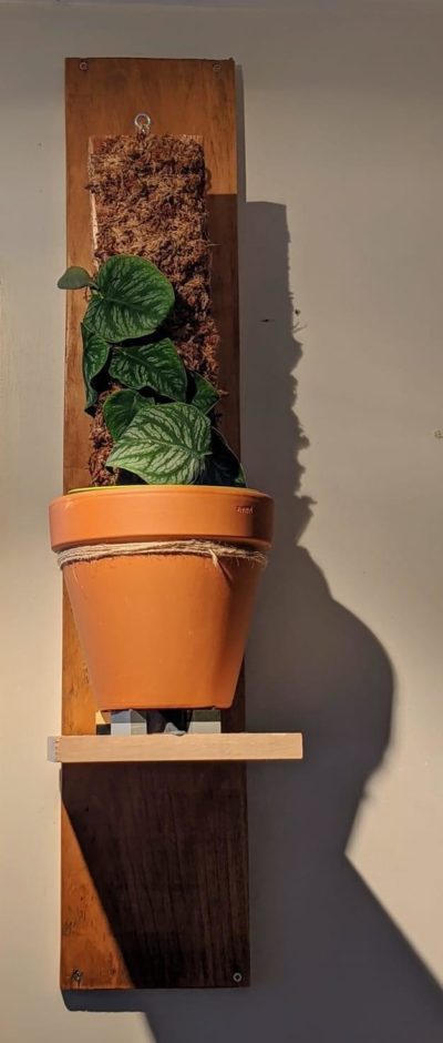 Monstera Dubia: How to Buy and Care for this Monstera Variety