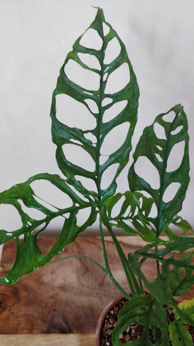 Monstera Obliqua: Tips for Buying and Caring for This Ultra-Rare ...