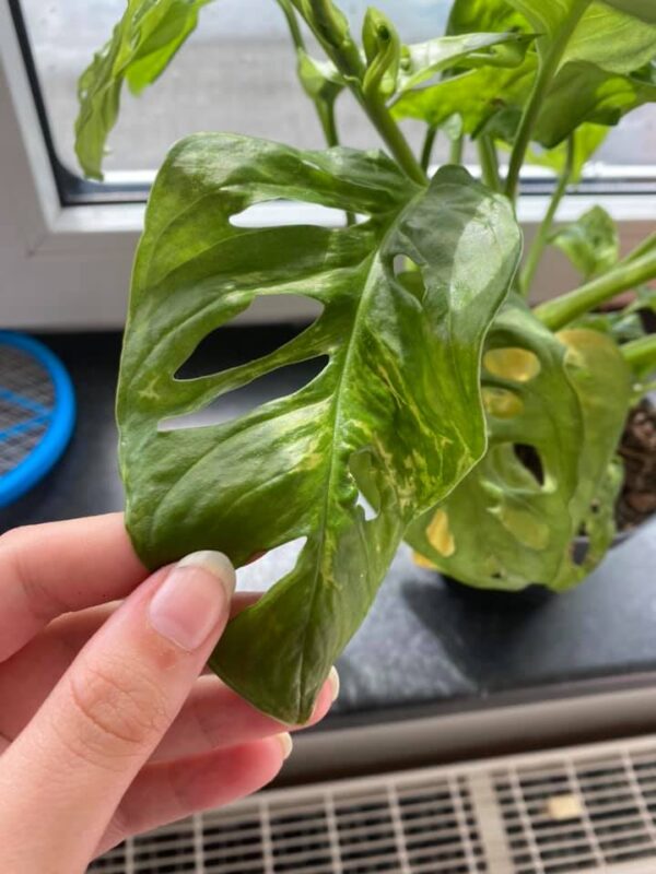 What is Monstera Mosaic Disease? - Monstera Plant Resource