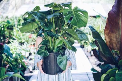 How to Reverse Overfertilization in Monsteras - Monstera Plant Resource