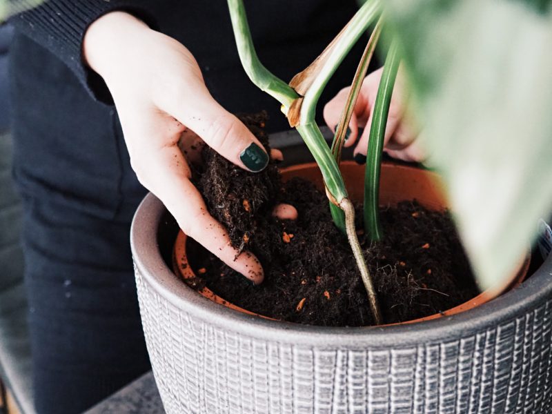 How and When to Plant a Monstera Cutting - Monstera Plant Resource