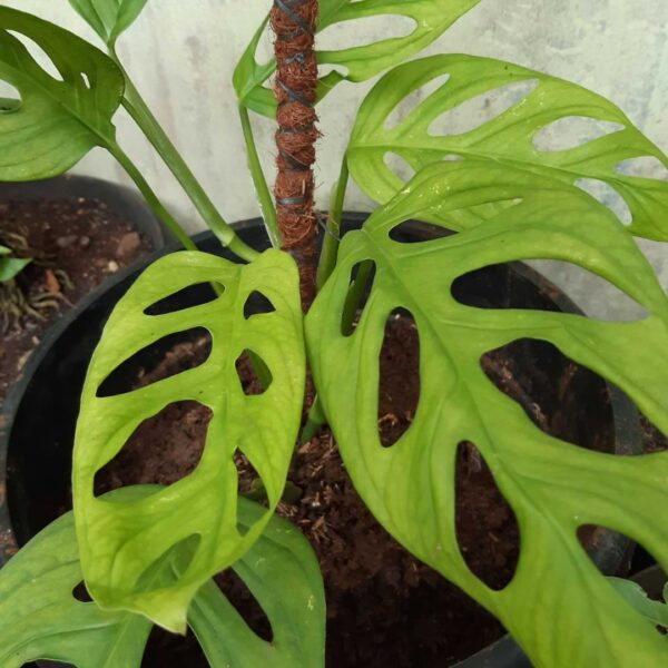 Monstera Leaves Turning Yellow? Here’s Why. - Monstera Plant Resource