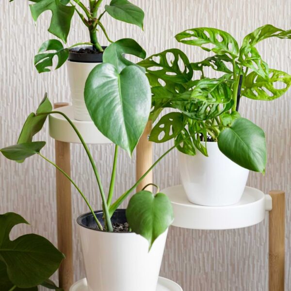 Monstera Aerial Roots: Everything You Need to Know