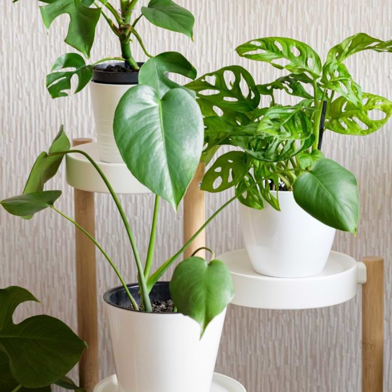 Monstera Aerial Roots: Everything You Need to Know