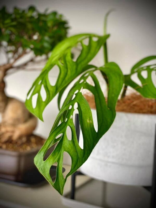 Monstera Epipremnoides Plant Care - Monstera Plant Resource