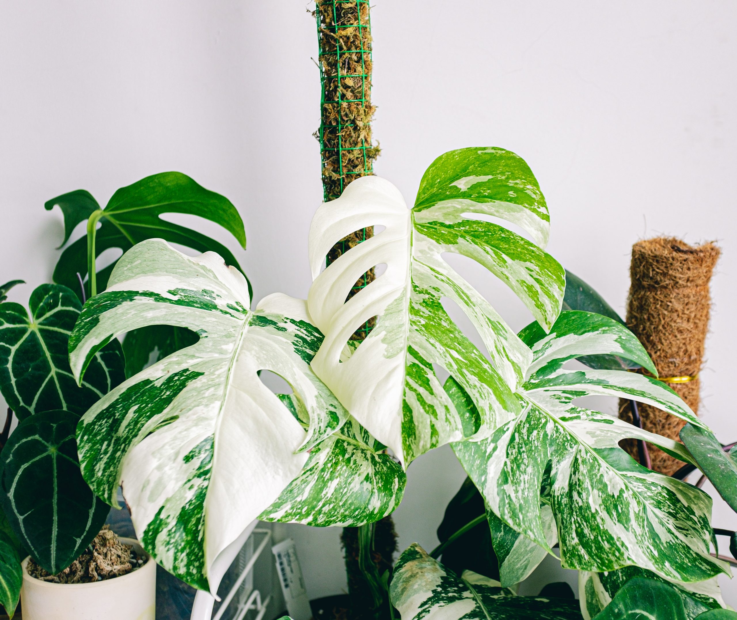 What PH Level Is Best For Monstera Plants Monstera Plant Resource What PH Level Is Best For Monstera Plants Monstera Plant Resource