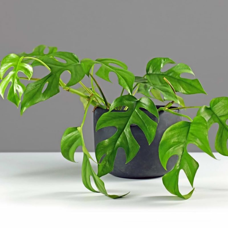 Everything You Need to Know About Monstera Minima Care