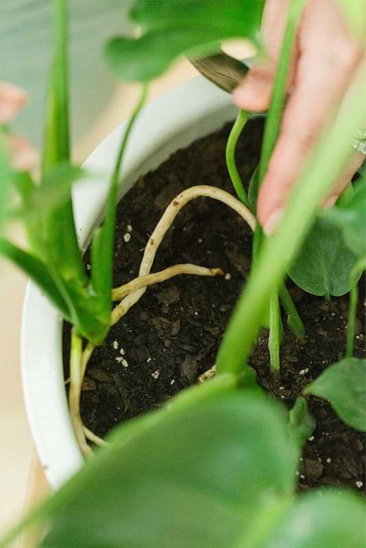 Monstera Aerial Roots: Everything You Need to Know