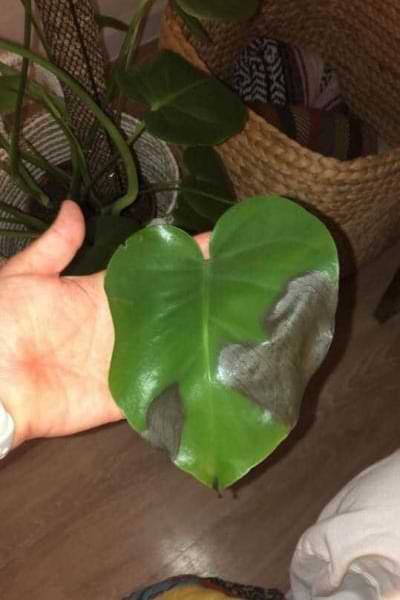 Monstera Care FAQ: Your Questions Answered - Monstera Plant Resource
