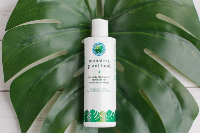 How to Care for a Monstera Plant | The 4-Step Checklist