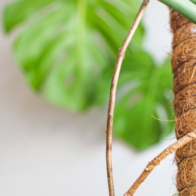 Monstera Plant Care: How to Care for Monstera Aerial Roots