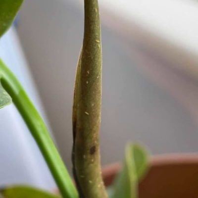 Thrips on Monstera | How to Identify and Get Rid of Them