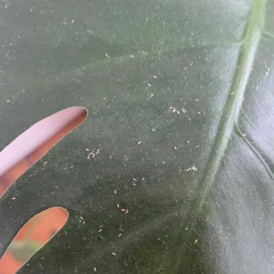 Thrips on Monstera | How to Identify and Get Rid of Them