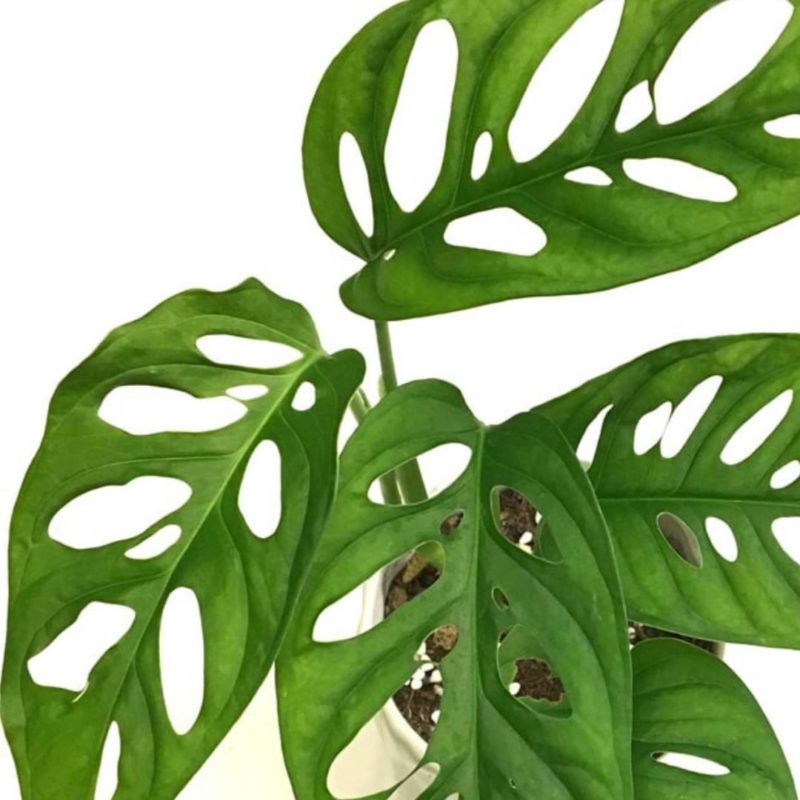 How to Care for Monstera Acuminata - Monstera Plant Resource