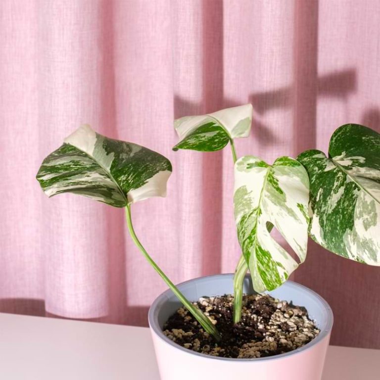 Guide to Monstera Plant Prices - Monstera Plant Resource