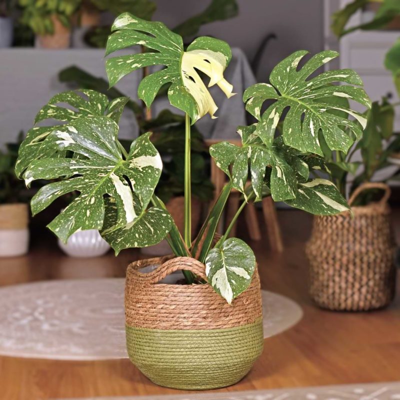 Guide to Monstera Plant Prices - Monstera Plant Resource
