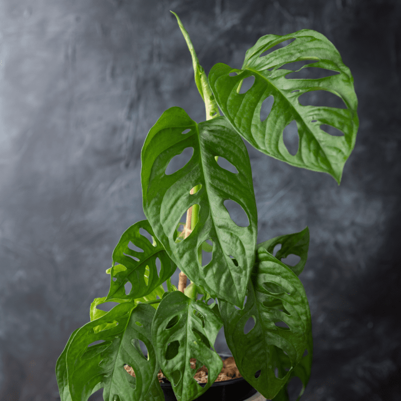 Training Climbing Monstera Adansonii - Monstera Plant Resource