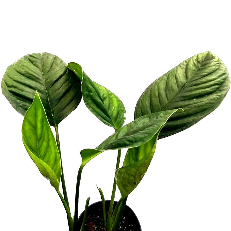 How To Care For Monstera Radicans - Monstera Plant Resource