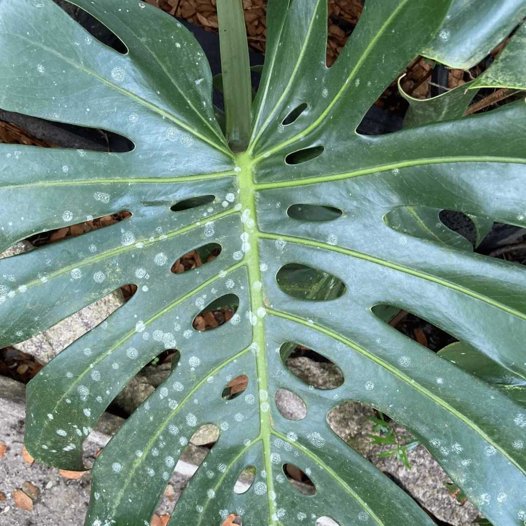 6 Causes of White Spots on Monstera Plants